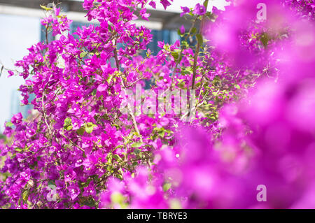 The blooming triangular plum Stock Photo - Alamy