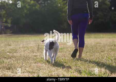 The Jack Russell Terror Stock Photo - Alamy