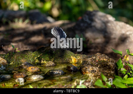 A diphtheria fan-tailed flycatcher foraging in the woods Stock Photo ...