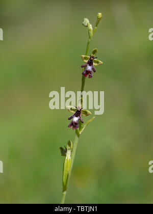 Ophrys insectifera, the fly orchid - a sexually deceptive flower that ...