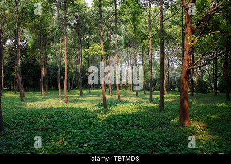 Shanghai Binjiang Forest Park Scenery Stock Photo - Alamy