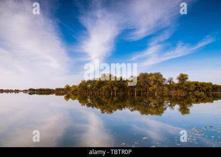 The most beautiful Hu Yang Lin Stock Photo - Alamy
