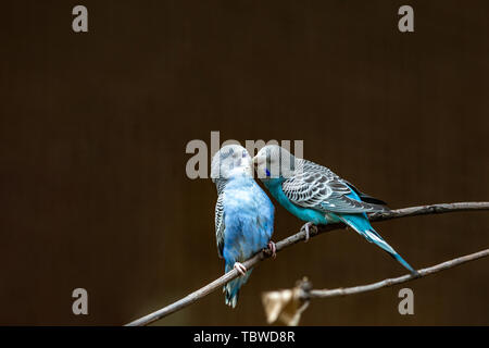 The darling of the world ----Tiger skin parrot Stock Photo - Alamy