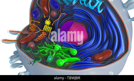 3d rendering of biological animal cell with organelles cross section ...