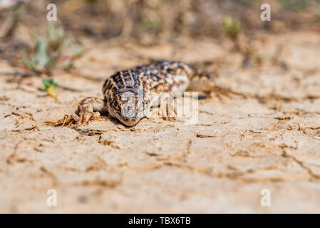 Steppe Runner Lizard or Eremias arguta close on dry ground Stock Photo ...
