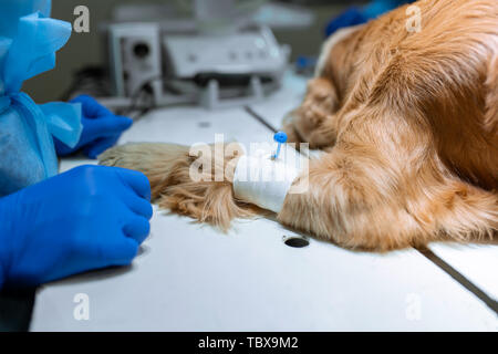 Intravenous catheter in the cephalic vein of a dog in a preoperatory ...