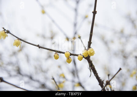 Plum blossoms in bloom in winter Stock Photo - Alamy