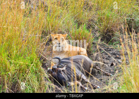 Lion hunts wildebeest, pictured in Masai Mara Stock Photo - Alamy