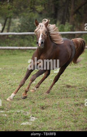 Gorgeous arabian stallion with long flying mane running on pasturage in ...
