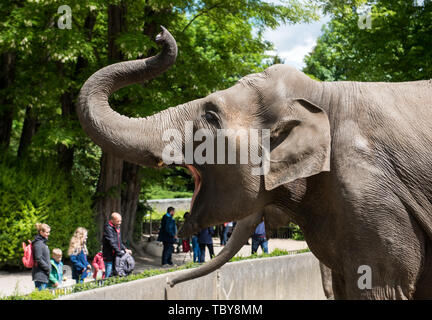Hamburg, Germany. 29th May, 2019. View in Hagenbecks Tierpark to the ...