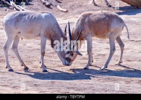 Two Addax animals are fighting each other Stock Photo - Alamy
