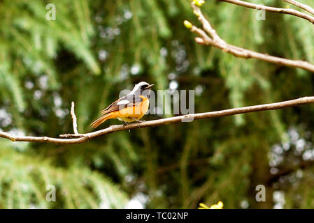 northern red - tailed robin Stock Photo - Alamy