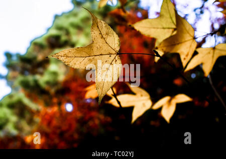 Autumn leaves in Tianping Mountain, Suzhou Stock Photo - Alamy