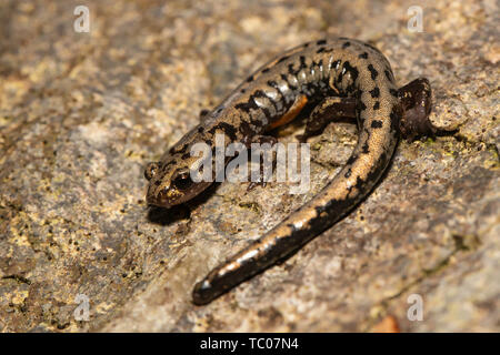 Weller's Salamander (Plethodon welleri Stock Photo - Alamy