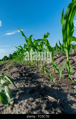 Young corn plants growing on the field in early summer Stock Photo - Alamy