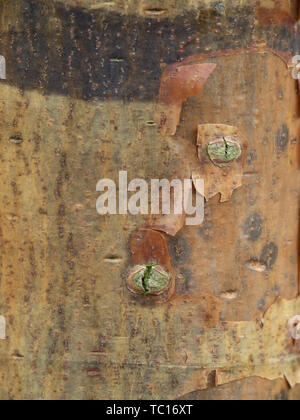 Acer Griseum, Chinese Paperbark Maple Stock Photo - Alamy