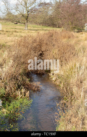 A small lowland river flowing through a forest covered with dense ...