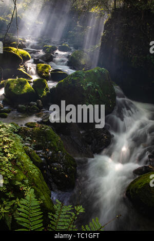Photo taken in the original deep forest of the Longhe River, Zhenping ...