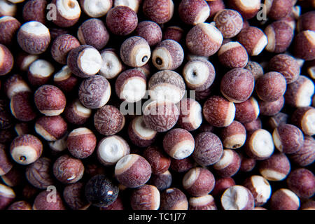 A delicious ingredient, Gorgon, also known as Zhaoshi and chicken head ...