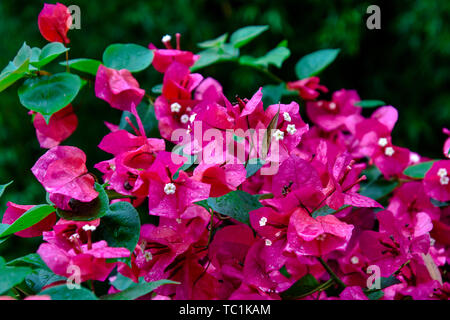 Beautiful triangular plum after a thunderstorm Stock Photo - Alamy