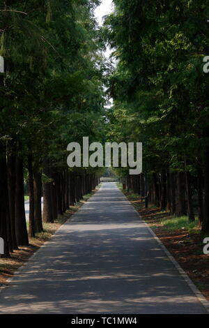 Shanghai Binjiang Forest Park Scenery Stock Photo - Alamy