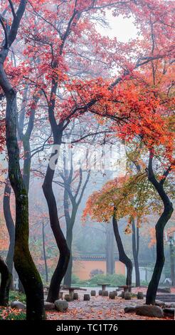 Late autumn season, Suzhou garden, Tianping Mountain, red maple, fog ...