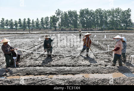 Tongling, CHINA-Peasants are busy with summer farming in Tongling, east Chinaâ€™s Anhui Province ...