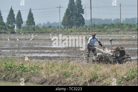 Tongling, CHINA-Peasants are busy with summer farming in Tongling, east Chinaâ€™s Anhui Province ...