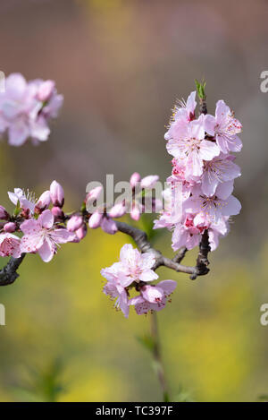 Peach blossoms bloom in Longquanyi, Chengdu Stock Photo - Alamy