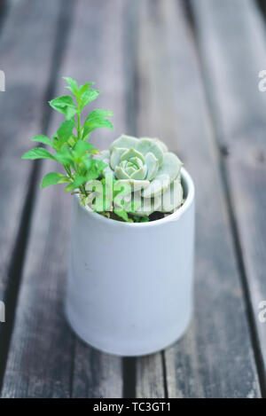 Symmetrical cactus plant wallpaper Stock Photo - Alamy