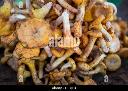 Fresh wild edible bacteria with dirt Stock Photo - Alamy