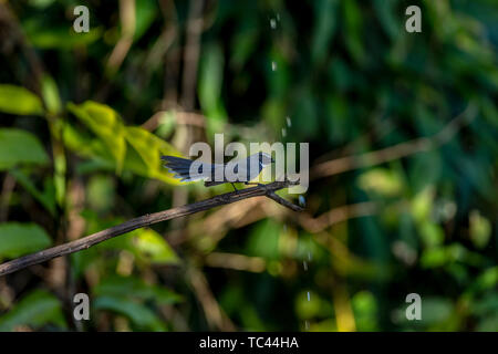A diphtheria fan-tailed flycatcher foraging in the woods Stock Photo ...
