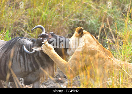 Lion hunts wildebeest, pictured in Masai Mara Stock Photo - Alamy