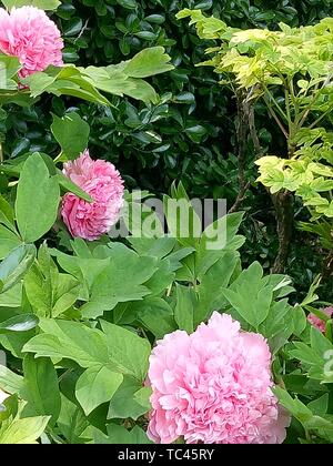 Peony Luoyang peony peony flowers bloom national color and fragrance ...