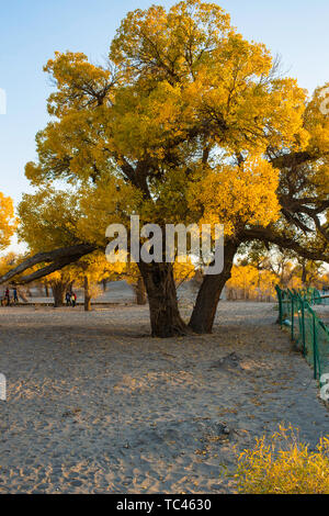 Hu Yang Lin, Ejina, Inner Mongolia Stock Photo - Alamy