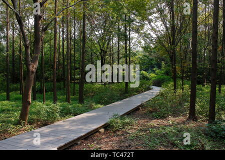Shanghai Binjiang Forest Park Scenery Stock Photo - Alamy