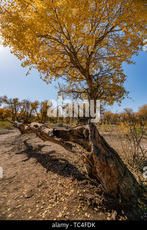 Spectacular Hu Yang Lin Stock Photo - Alamy