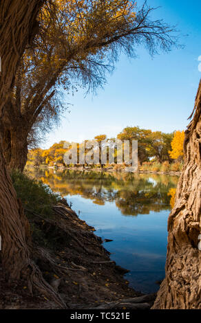 hu yang forest Stock Photo - Alamy