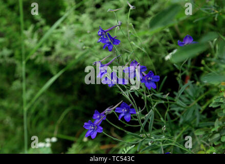 Shangri-La white land, wild flowers, Yunnan Stock Photo - Alamy