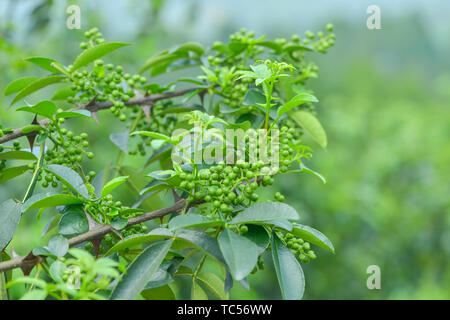 Pepper rattan pepper branch close-up HD large picture Stock Photo - Alamy