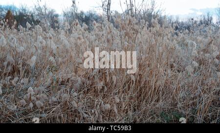Dianchi Lake Lakeside Reed Forest Wetland Park Stock Photo - Alamy