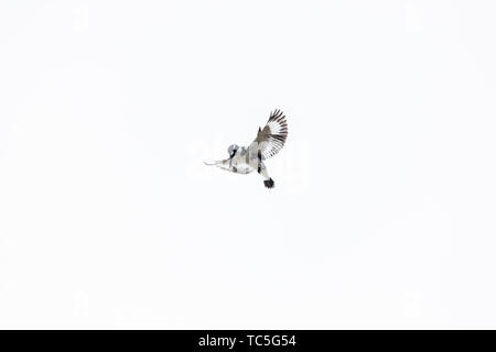 Flying grouper dog bird in the white sky Stock Photo - Alamy