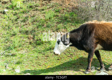 Bulgarian brown cow - typical cattle breed from Bulgaria in the ...