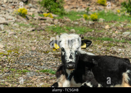 Bulgarian black-pied cow - typical cattle breed from Bulgaria in the ...