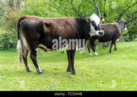 Bulgarian brown cow - typical cattle breed from Bulgaria in the ...