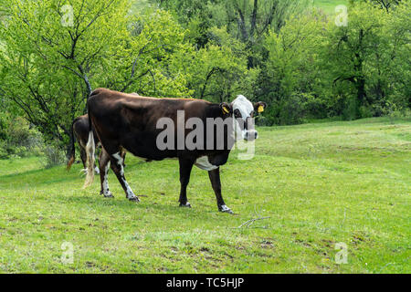 Bulgarian brown cow - typical cattle breed from Bulgaria in the ...