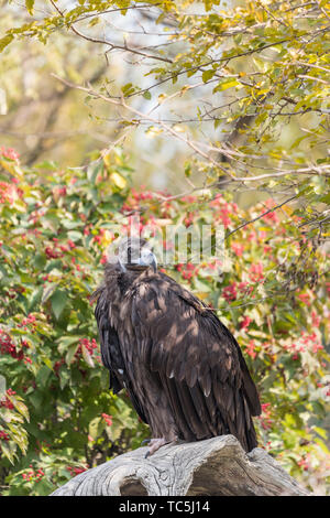 Fall Outdoor Vulture Closeup Stock Photo - Alamy