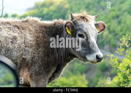 Bulgarian grey cow - typical cattle breed from Bulgaria in the ...