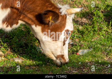 Bulgarian rhodope cow - typical cattle breed from Bulgaria in the ...