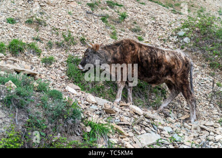 Bulgarian brown cow - typical cattle breed from Bulgaria in the ...